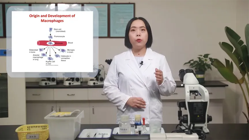 医学生物学:5.4医学生物学实验—小鼠腹腔巨噬细胞吞噬活动观察