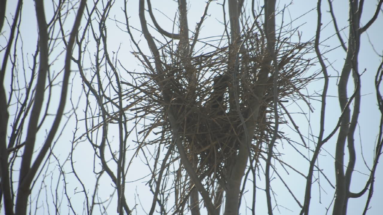 喜鹊搭窝(无删节,无配音,无更改)