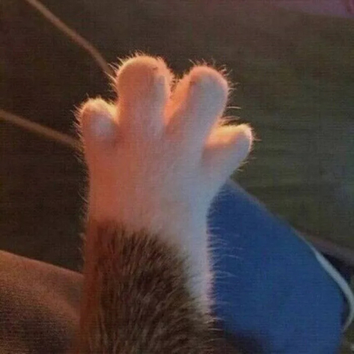 猫儿帽喵喵 