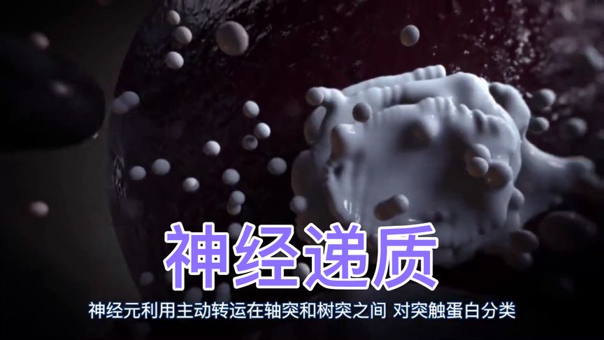 50.神经递质作用机制
