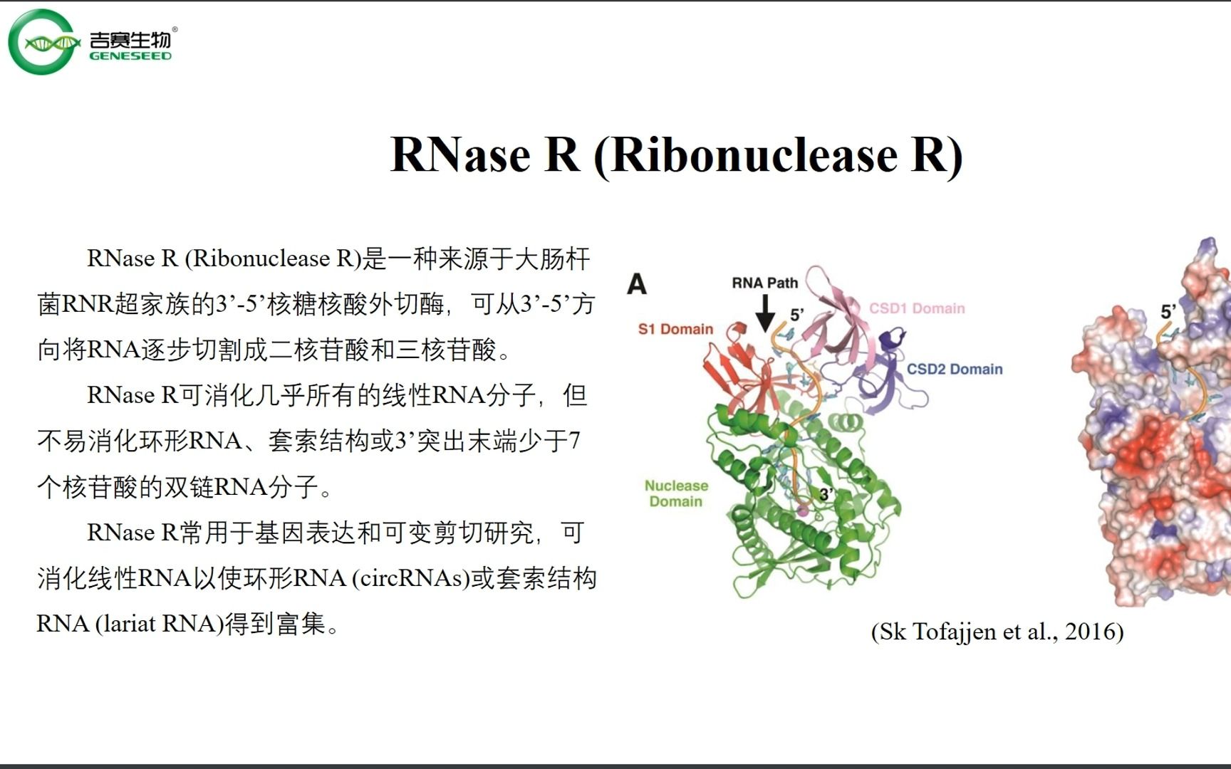 circRNA研究常用技术 之 Rnase R使用全解