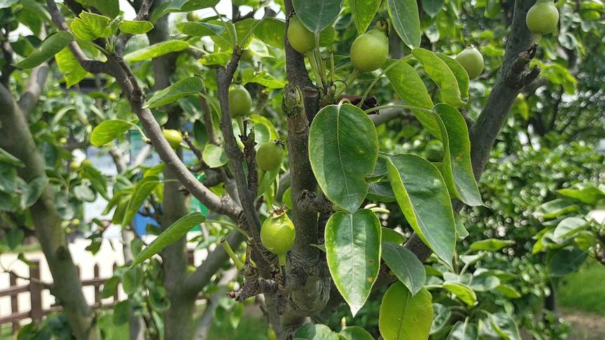 满树的梨子,火红的月季,丰收的季节就会收获满满