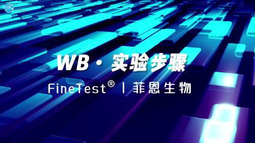 WB实验原理及配制层胶