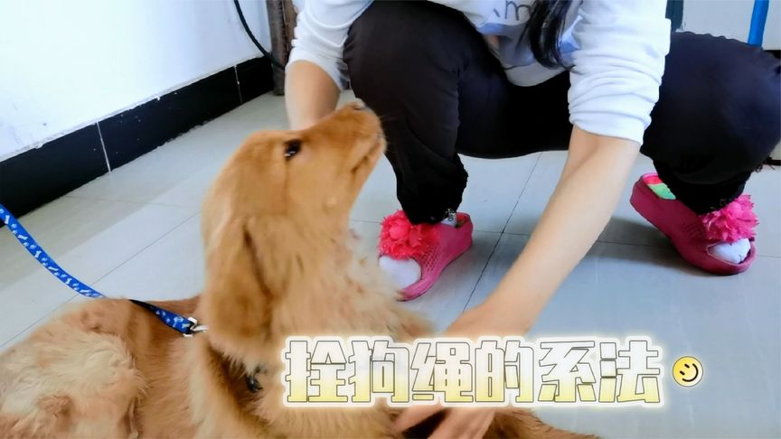 拴狗绳是狗出行必备,正确使用是狗轻松随行的关键,拴狗绳的系法