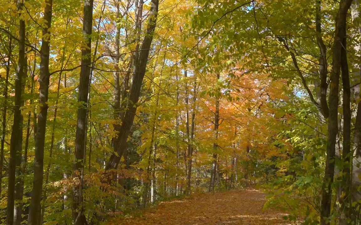 m161 2K画质金秋枫树林枫叶秋天唯美四季风景画忧伤伤感校园学校...