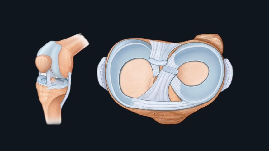 作为人体的薄弱部位,你知道关节的稳定取决于哪四大要素吗?