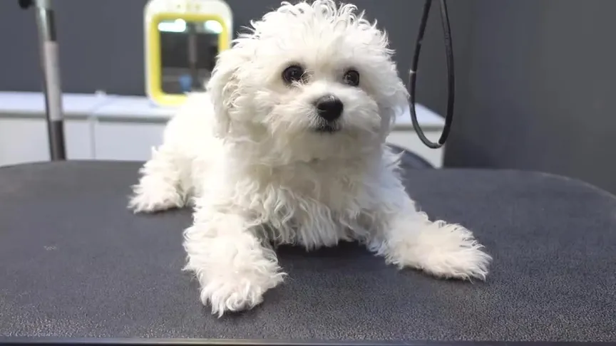 【狗狗大全系列】比熊犬--娇小可爱的宠物狗狗