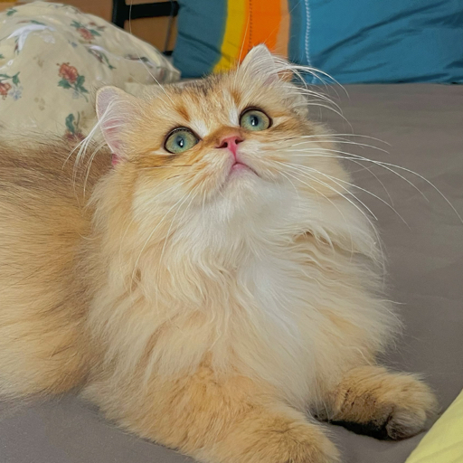 尝试开始记录一天三顿 