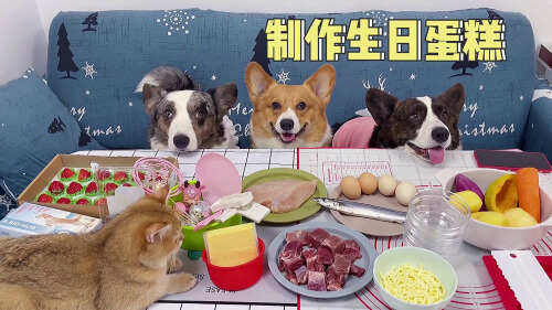 狗狗过生日,主人学习做宠物蛋糕,制作三小时吃掉三分钟!