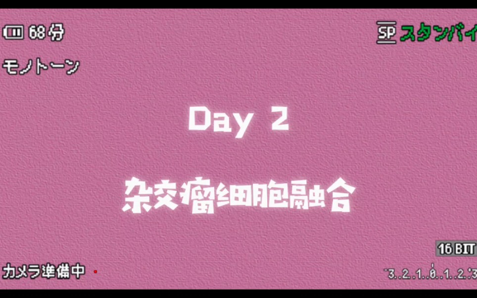 饲养层细胞制备及杂交瘤细胞融合