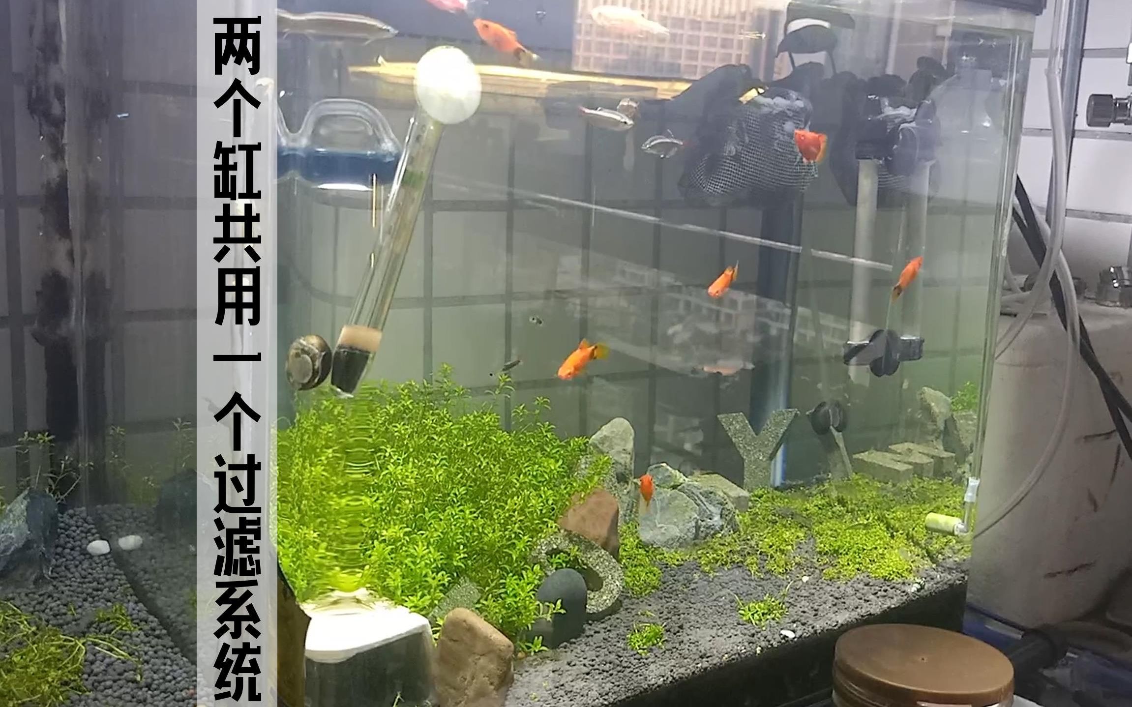 两个鱼缸共用一个过滤系统.