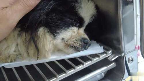 连夜疾驰千里救下232只毛孩,重伤狗狗紧急送医全程记录