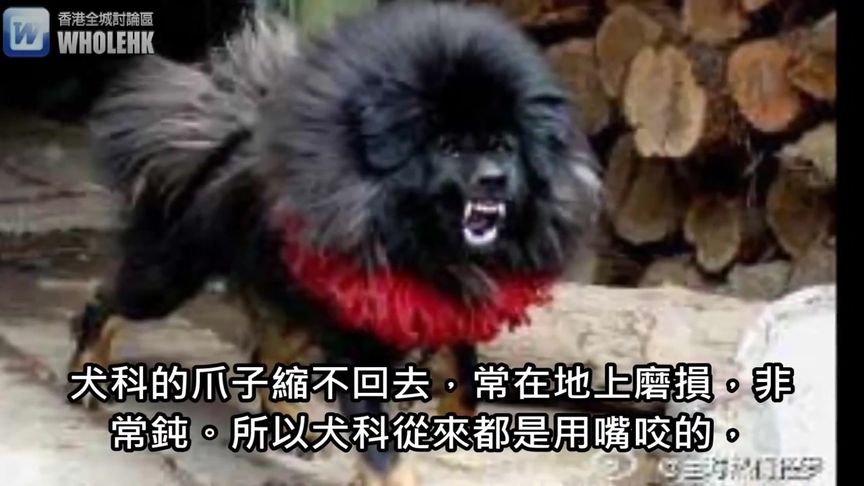 说成年纯种藏獒打得过老虎,你们觉得呢?