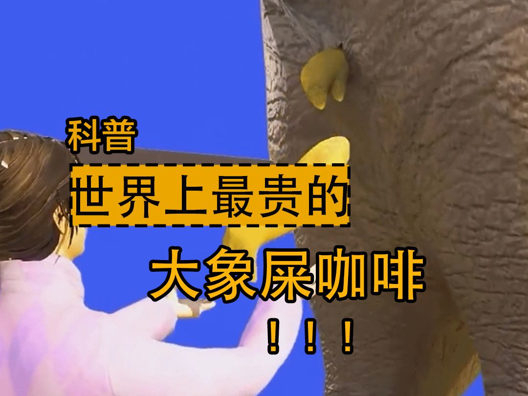 世界上最贵的咖啡--大象屎咖啡,你会请你朋友喝吗?