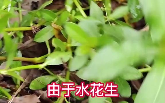 【了解三农】水花生泛滥,影响作物生长,教你一招轻松解决,你相信吗?
