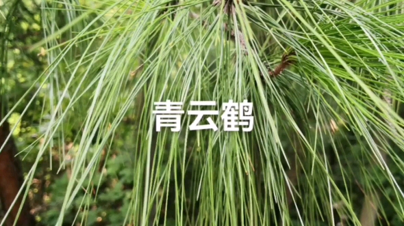 青云鹤松针长什么样子