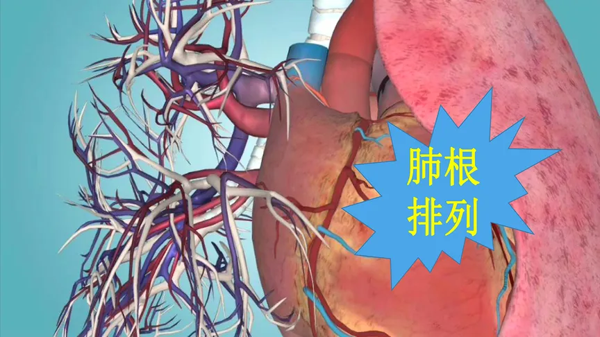 肺的3D解剖(3)肺门部肺动脉、静脉、支气管排列关系-西医综合
