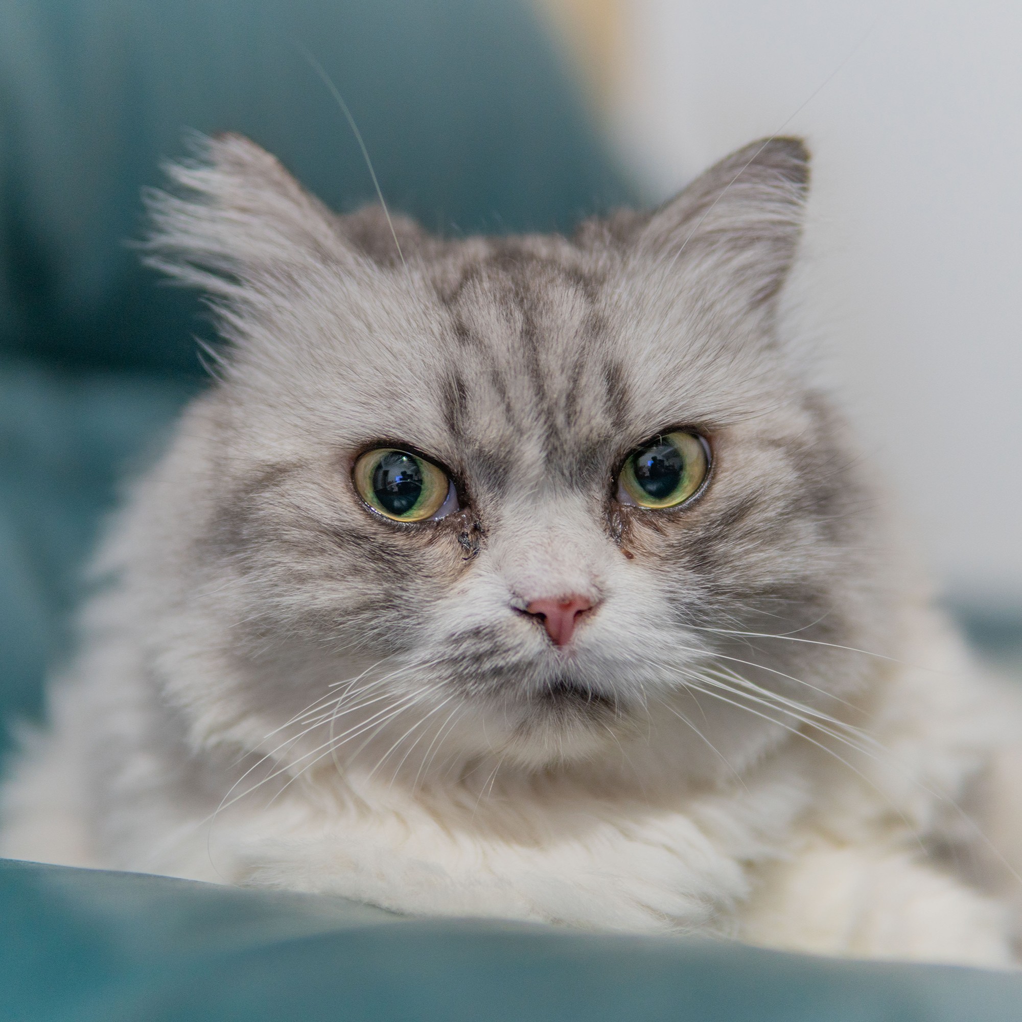 小猫沙比 