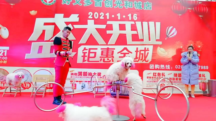 #动物表演 虽然觉得小动物表演挺有意思的,但觉得它们好可怜啊