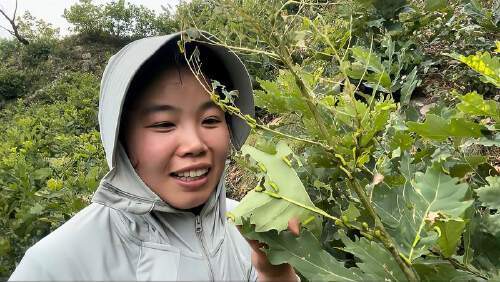 东北深山蚕宝宝暴风成长!巡山一日不见竟大变样