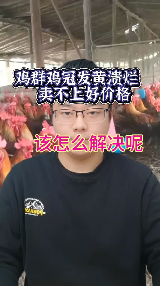 鸡冠发黄溃烂喂什么 鸡冠癣用什么