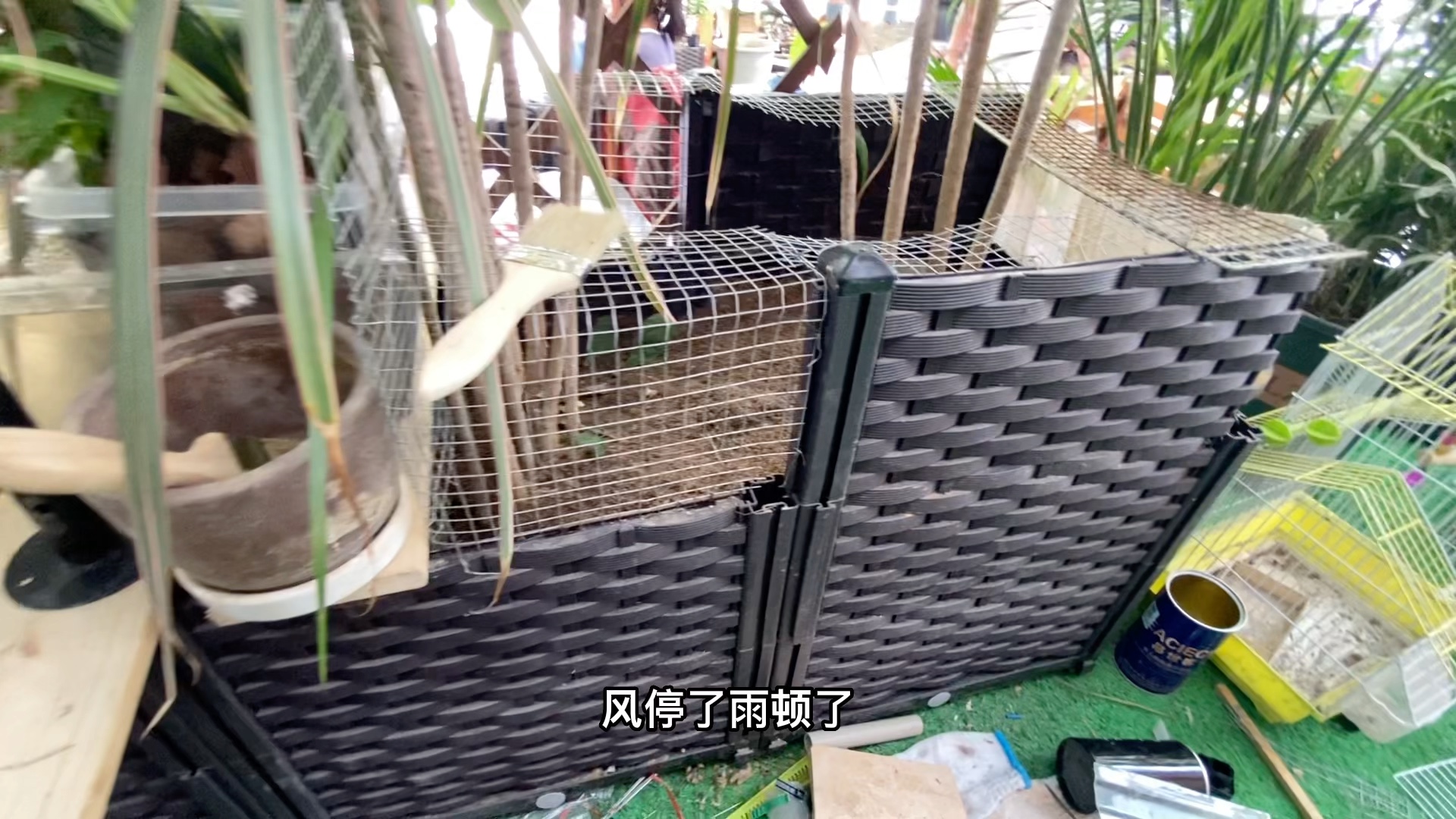 龟,鸟,鱼共生系统!生态养殖!生态循环!自然生存!