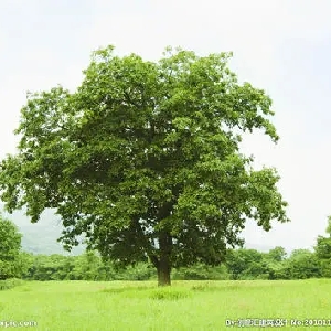 宁静的小树 