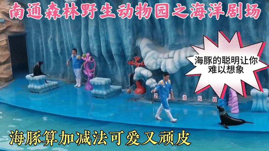 南通森林野生动物园,聪明的海豚和孩子互动表演算数节目(8)