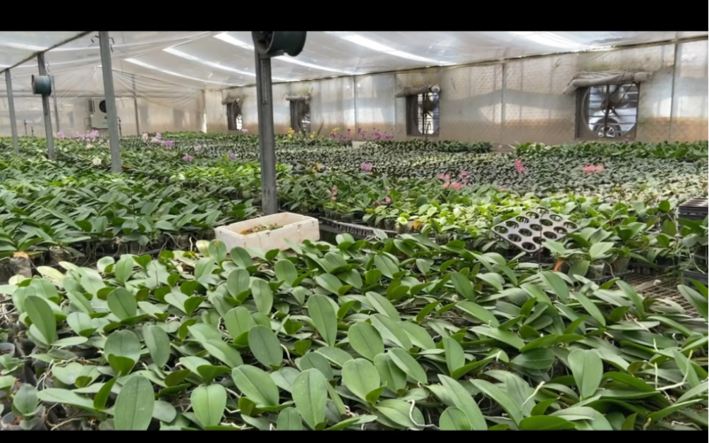 蝴蝶兰从组织培养到成苗全过程