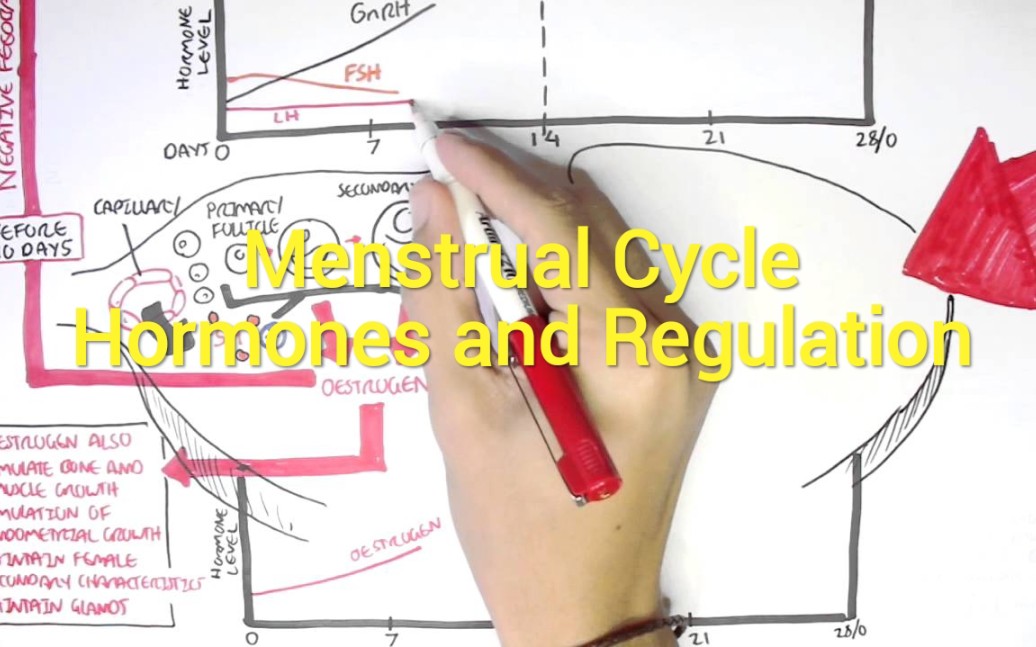 女性的月经周期,激素和调节