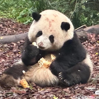 看门老张的饭卡 