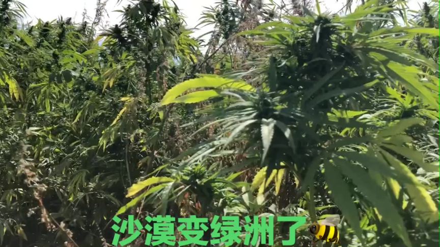 沙变土项目—来来来一起穿梭茂密的沙漠森林