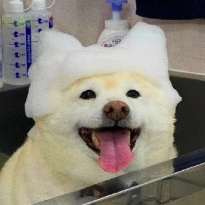 拍拍芒果 