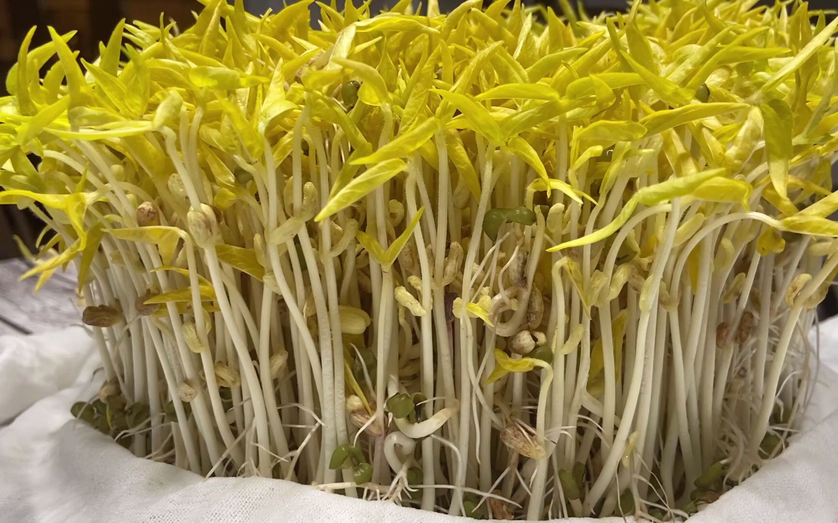 绿豆的一生|现代农业种植和收获青小豆|简单的生绿豆芽方法