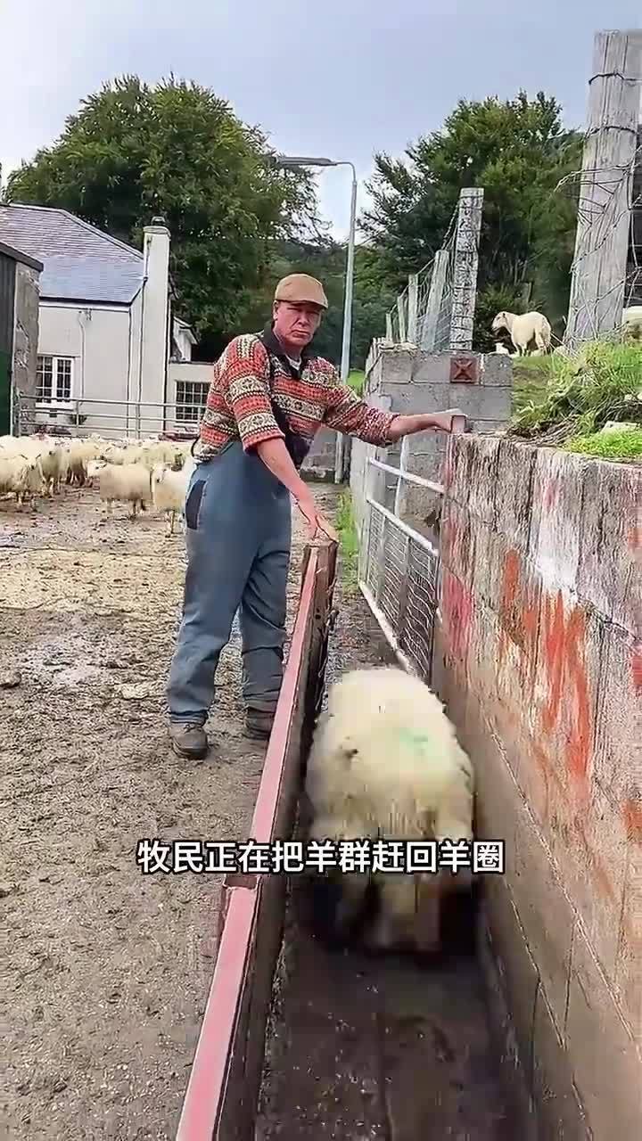 为什么要把羊群分开? #科普知识