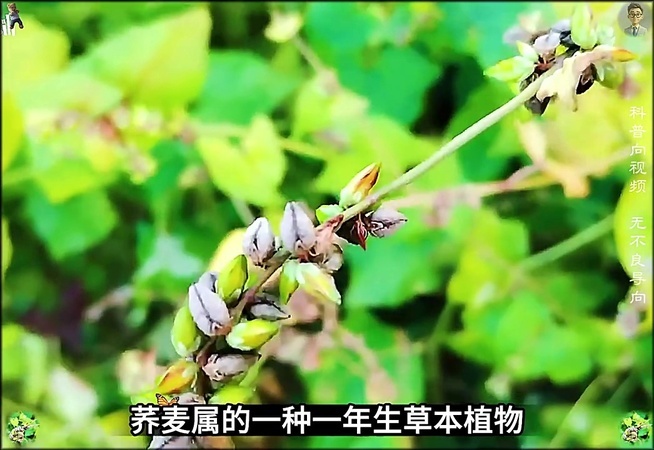 与其控制饮食,不如每天一杯苦荞茶,可以泡茶喝也可以直接吃
