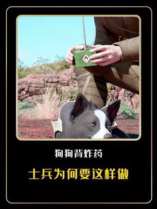 动画:士兵为啥要给狗狗背上炸药