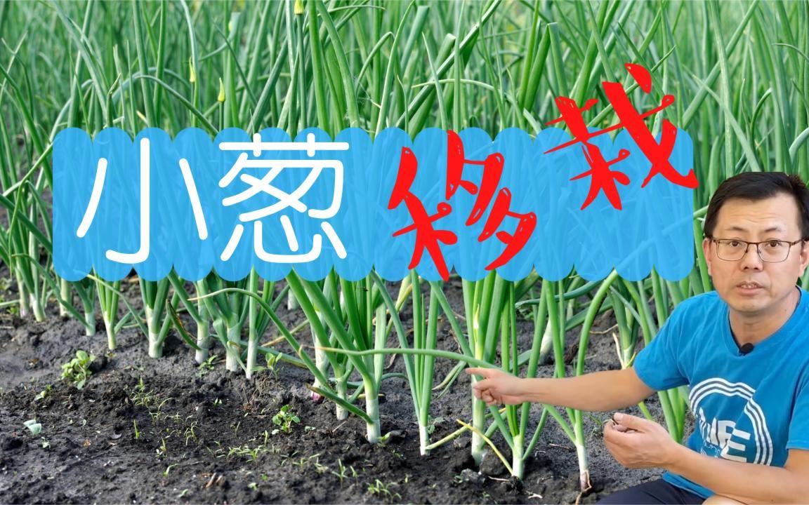 小葱的移栽:为什么要移栽?最简单,高效农民移栽方法!