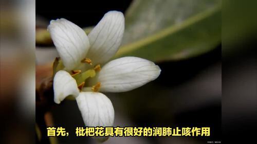 枇杷花煮水喝有哪些作用?