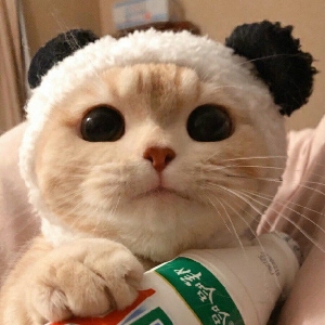 兔子喵二 