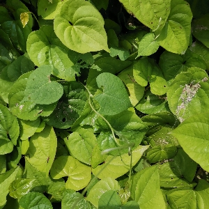 花春鸣 