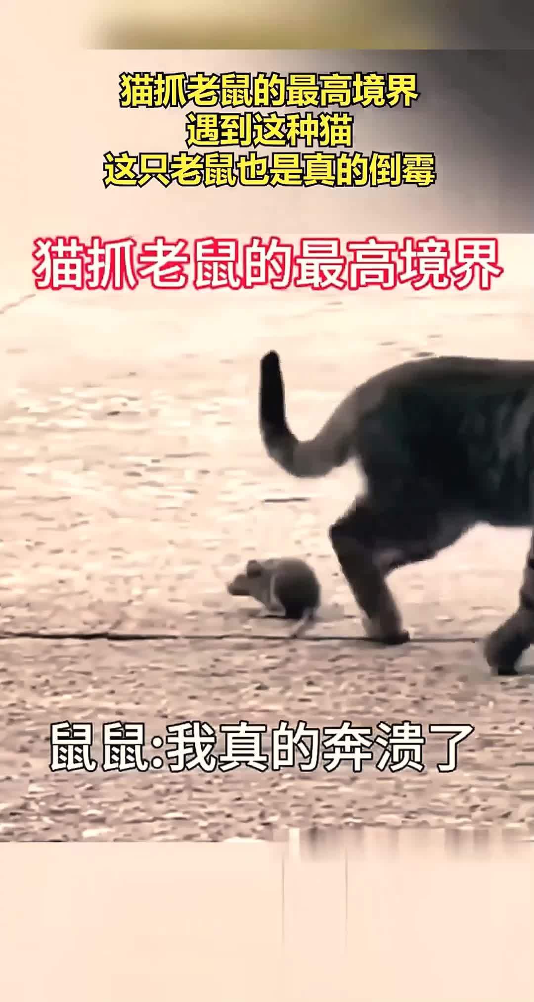 猫抓老鼠的最高境界,老鼠遇到这种猫也是真的倒霉