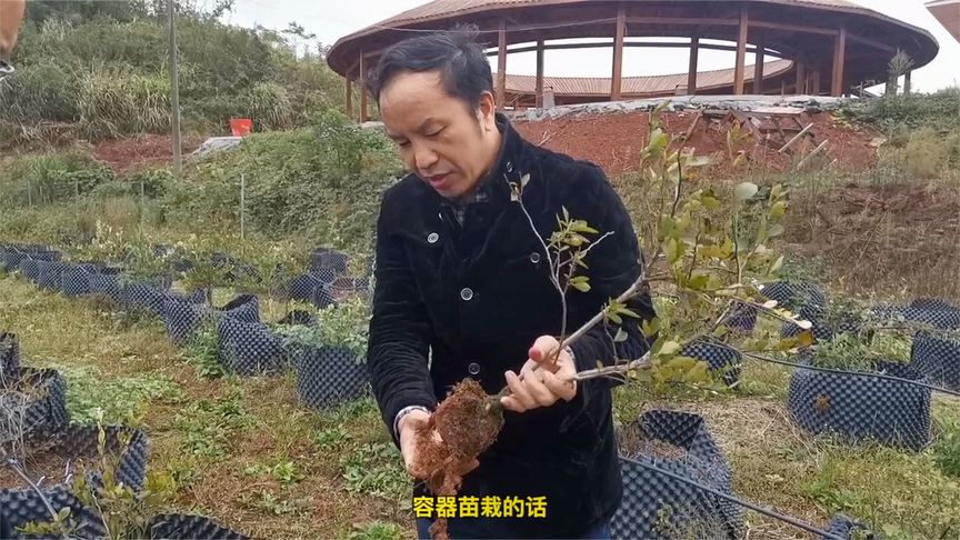 栽种容器苗,这一步很关键,避免长成“小老树”