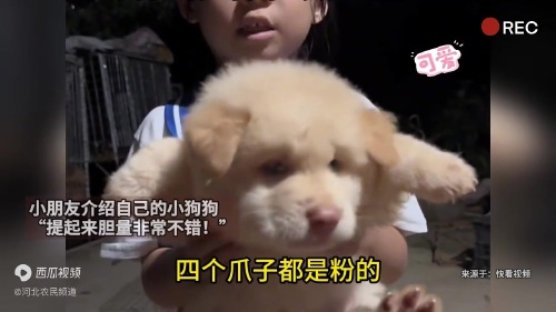 小朋友介绍自己的小狗狗"提起来胆量非常不错!"