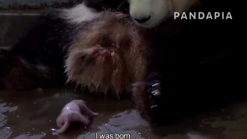 刚出生的熊猫宝宝,到底有多可爱,万万没想到它这么小