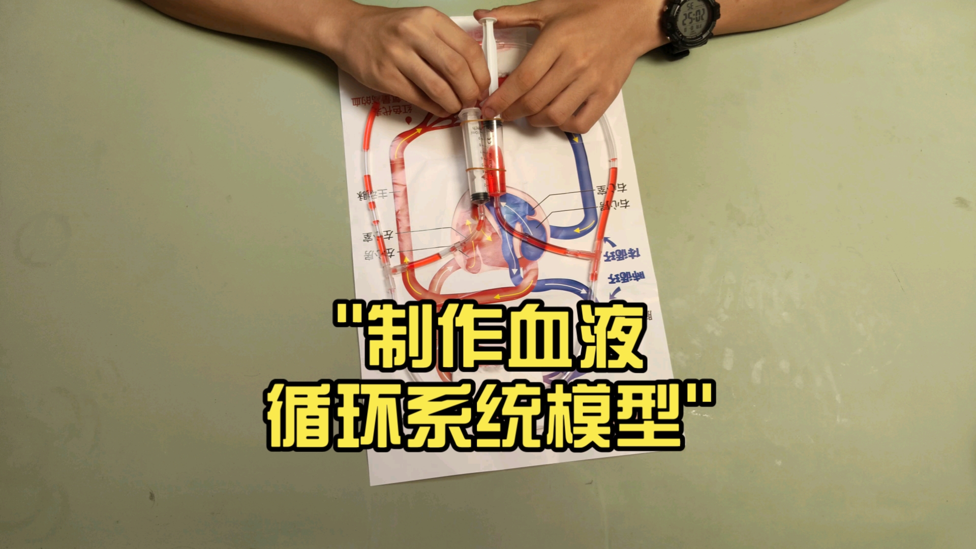 制作血液循环系统模型