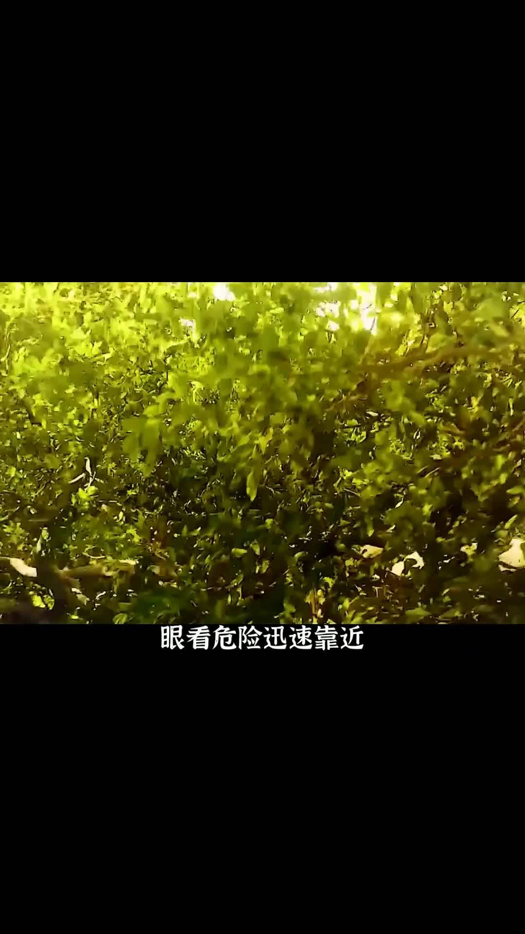 从小在森林里生活的人类会是怎样的