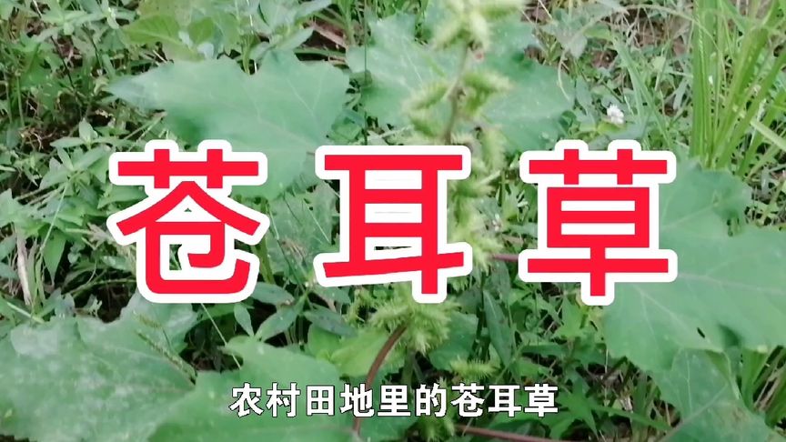 农村粘人的苍耳草,又称苍耳子,浑身是宝,竟有这么多用处和价值