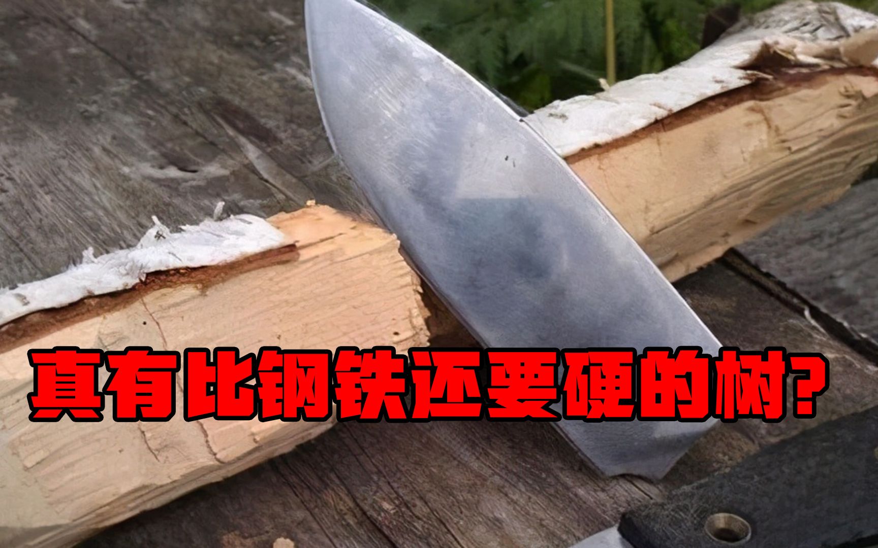 铁桦树真的树如其名吗？为何有人说铁桦树要比钢铁还要硬？