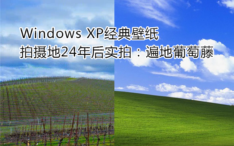 Windows XP经典壁纸拍摄地24年后实拍:遍地葡萄藤